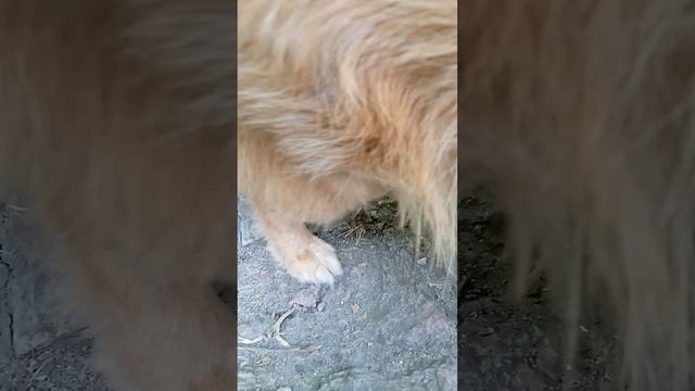 1000010326.mp4 Потерял носочек !  Инна Гетц.