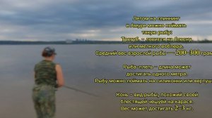 Рыбалка на Амуре