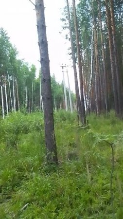 звуки природы