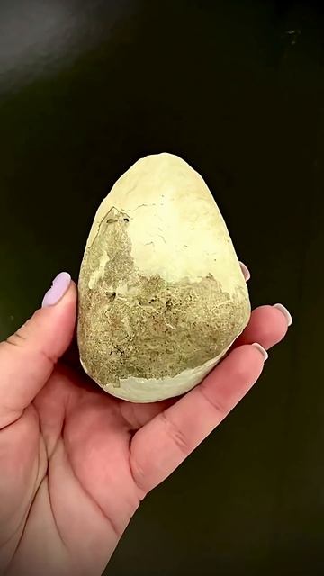 Аммонит(окаменелый моллюск)