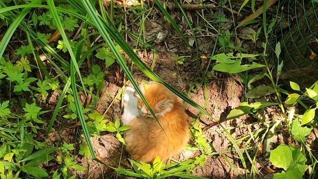Котоутро. Четыре лапы и пушистый хвост. Спящий котёнок. Милое видео с котиком