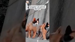 гангстеры