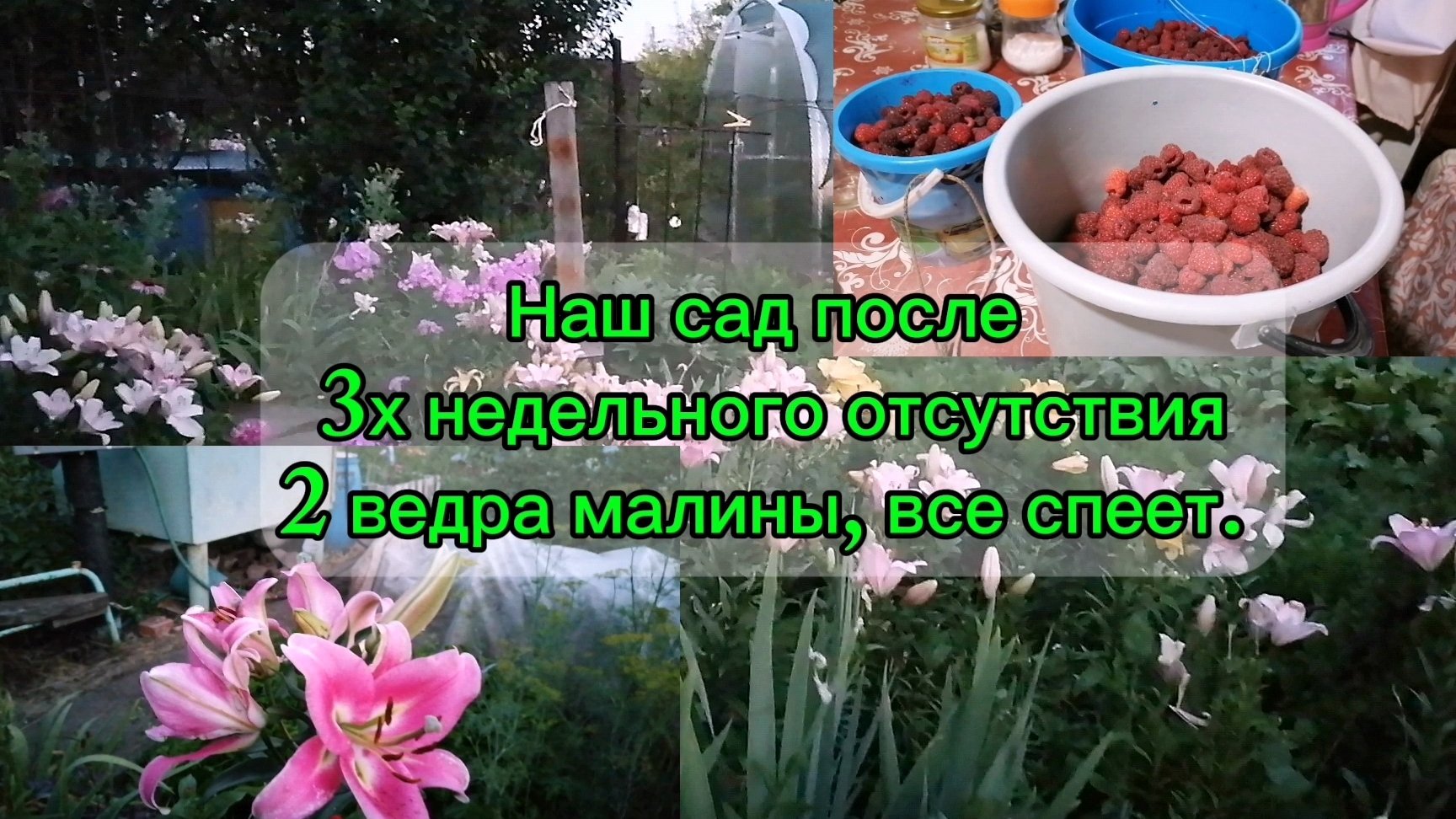 Мы на даче после 3х недельного отпуска. Все цветет и спеет. Малины 2 ведра. Лилии пышно цветут.
