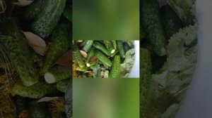 Маринованные огурчики.