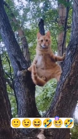 Жан Кот Вам Дам😂