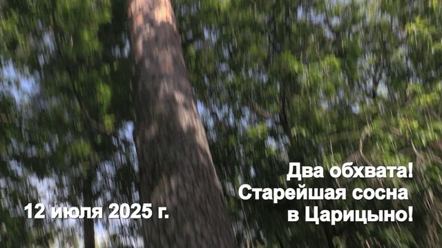 Старейшая сосна в Царицыно!