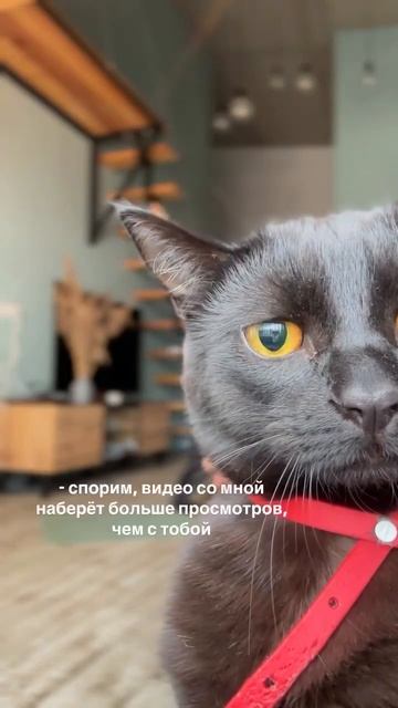 Кто наберёт больше просмотров?