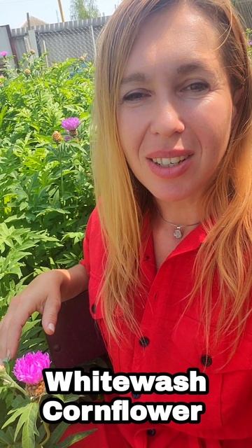 ❤️🌼CORNFLOWER,но не в поле