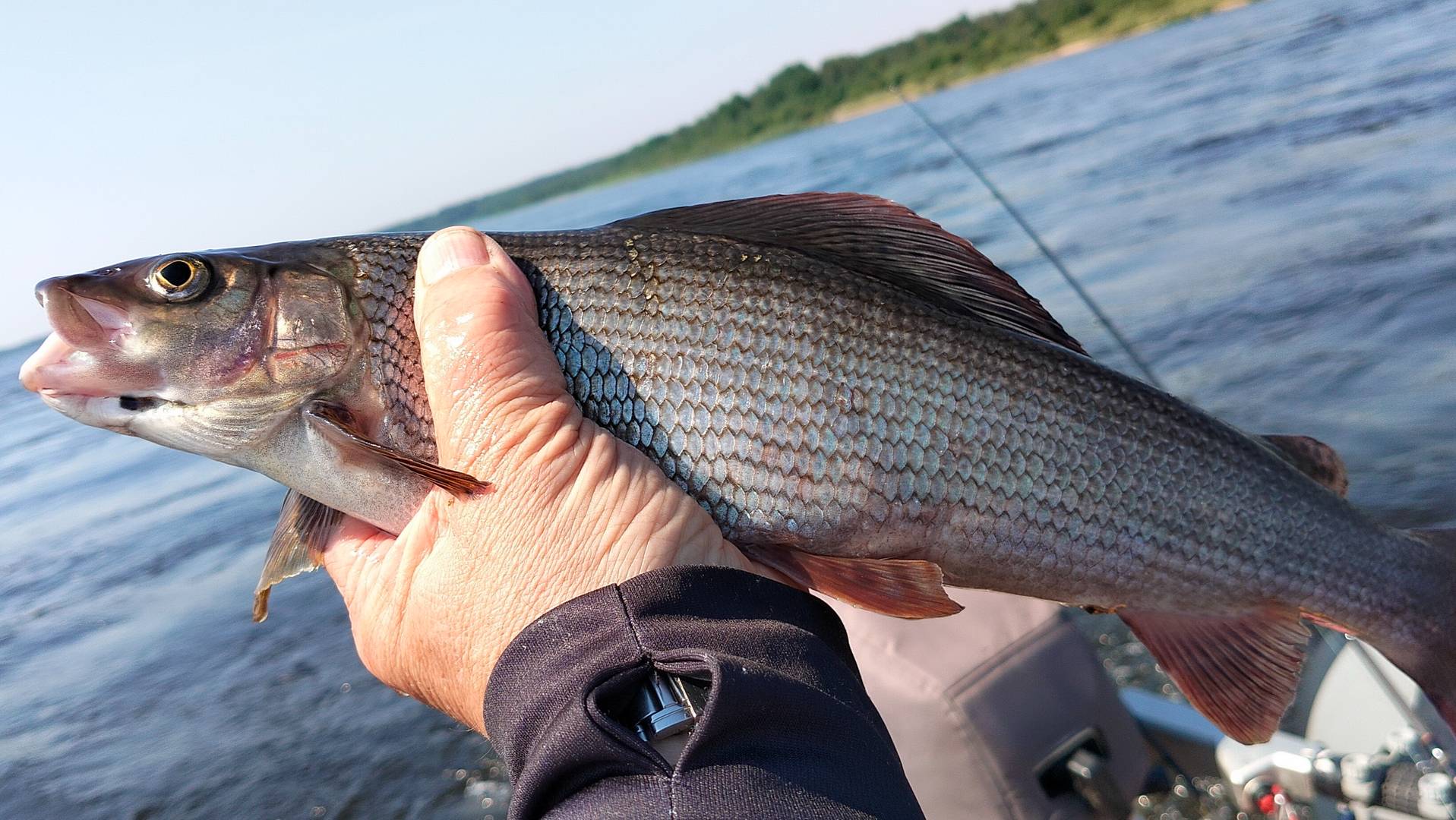 Хариусы из Невы