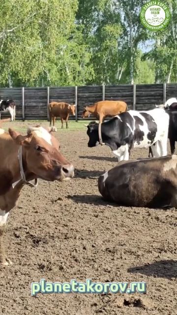 Прекрасные коровушки на Планете коров