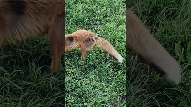 Лиса подружка на рыбалке. Кормлю Лису.