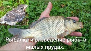 Рыбалка и разведение рыбы в малых прудах.