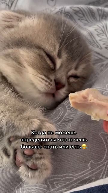 Спать или есть? Вот в чём вопрос