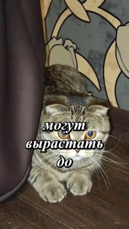 😏САМЫЙ ГРОЗНЫЙ ОХОТНИК!💥😏😹 #cat #кот #юмор #приколы #TishaAndAlex