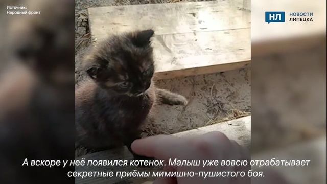 Пушистый боец с особой техникой боя появился в артдивизионе имени Пешкова