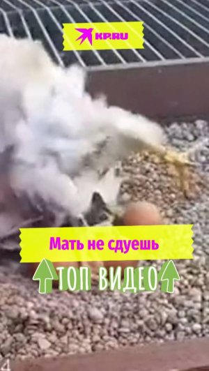 Мать не сдуешь