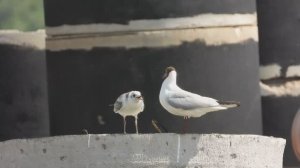 Слеток Озерной Чайки настойчиво требует пищи у взрослой птицы, наблюдение 13 июля 2025, В.Новгород
