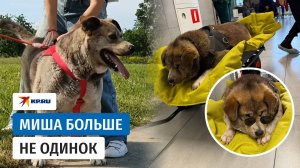 Похудел на 16 кг и начал ходить: волонтёры спасли пса со страшным ожирением