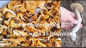 Сезон сбора грибов 2025. ( Июль жара 35 градусов)