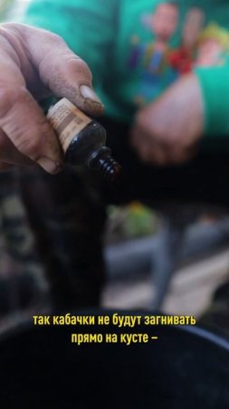 Кабачки еле растут? Соберете по 20 плодов с куста, если сделаете так! Чем подкормить кабачки