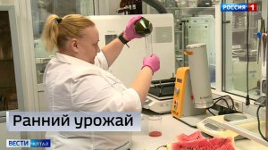 ТВ: Алтайские арбузы созрели на месяц раньше, их качество подтвердили в лаборатории ЦОК АПК