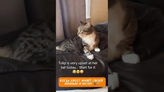 Этот хвост точно что-то замышляет Коты которые не подозревают что хвост их часть