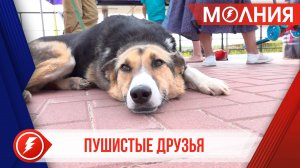 Таркосалинский приют для животных впервые провел масштабную выездную выставку питомцев