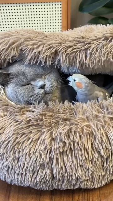 Кото эпилятор