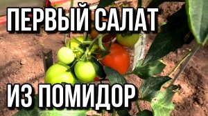 Томаты первые срываем 12 июля. Урожай пошёл, а вернее побежал!