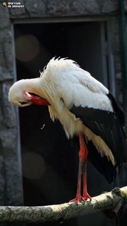 Аист. Ленинградский зоопарк