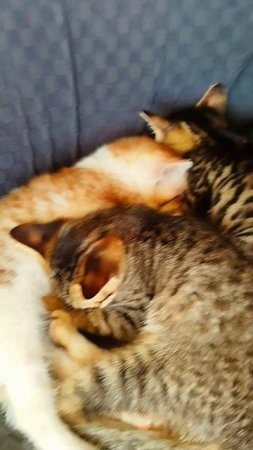 Нашел Мамку с Голодными Котятами
