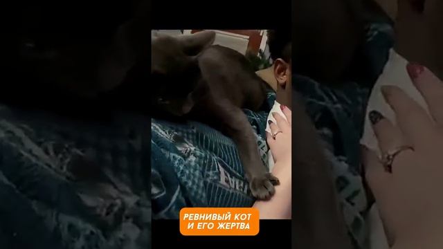 Лучше бы не нюхали Реакция котов бесценна