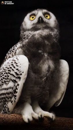 Любопытный совенок. Ленинградский зоопарк