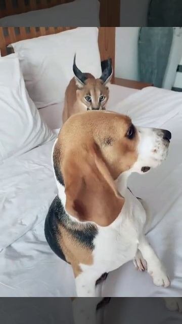 Жертвы домашнего Василия 🙀