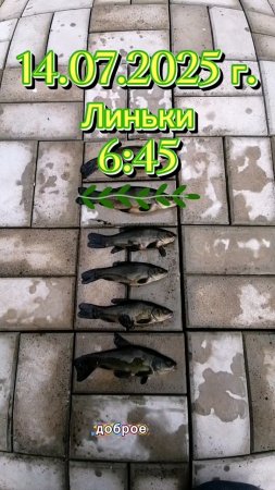 ЛИНЬКИ. УТРО. 6:30. НАТЮРМОРТ. #рыбалка #летняярыбалка #fishing #рыбалканаозере #природа #рыба #линь