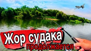 Дикий ЖОР СУДАКА продолжается! Не пропусти Рыбалка на спиннинг река Ока
