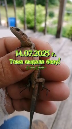 ТОМА ВЫДАЛА БАЗУ! #юмор #прикол #хорошеенастроение #тома #ящерицы #живаяприрода #природа