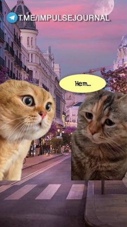 Сил нет (Мяукаем в телеграм Импульс Журнал 👉 @impulsejournal ) #пустьговорят #коты