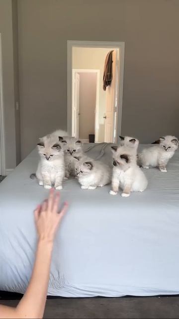 Кучу котиков вам в ленту 😻