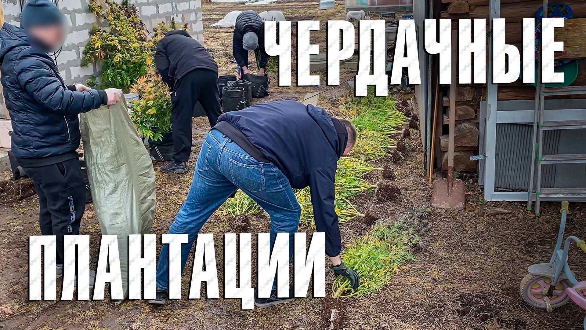 Вызов 02  Чердачные плантации