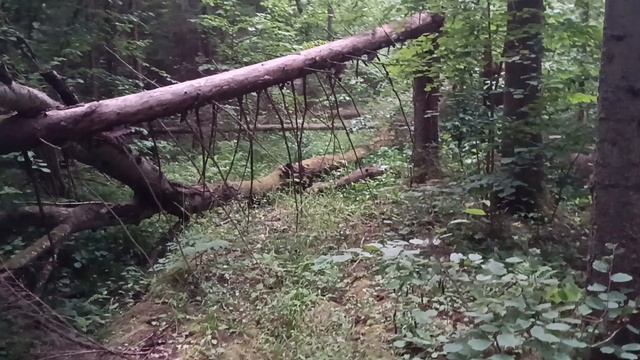 Сквозь дебри к лесному пруду. Велопоход 12.07.25, часть 20.