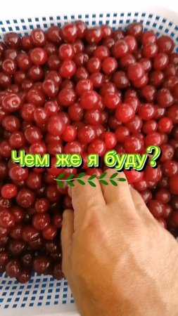 ВАРЕНЬЕМ ЕДИНЫМ... #вкусняшки #ягоды #варенье #вишня #дача #деревня #отдых #простовкусно