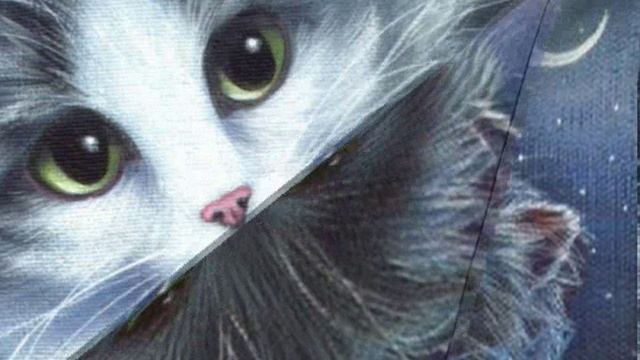 Наши с тобой коты неписаной красоты!!!