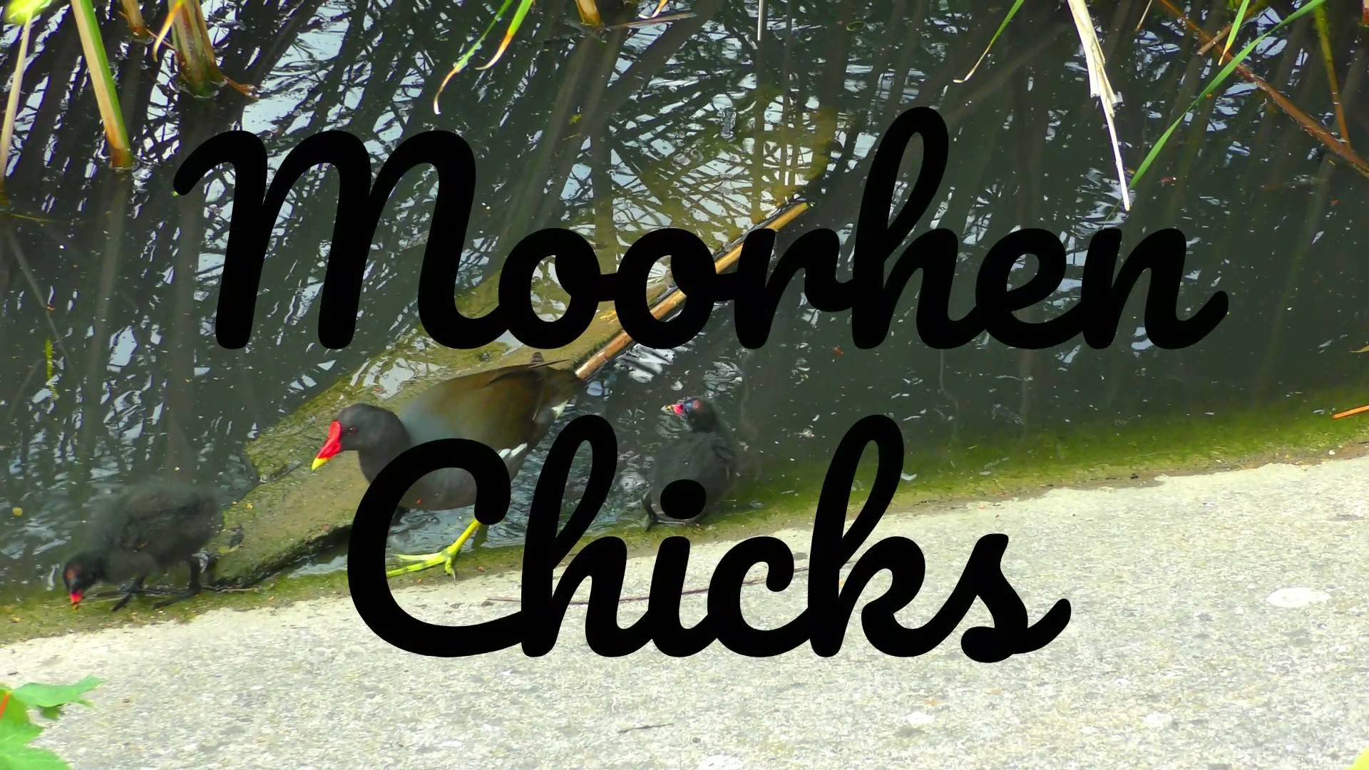 Moorhen chicks