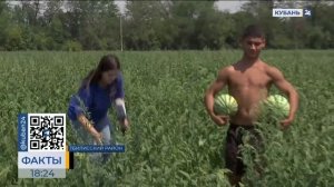 Новый сорт арбуза «сахарный малыш» вывели в Тбилисском районе