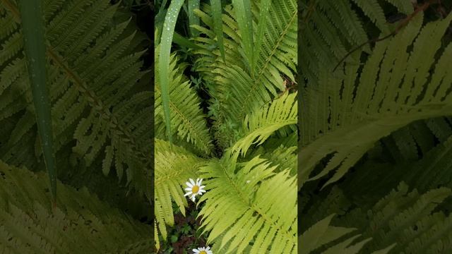 YouCut_20250715_181039348.mp4