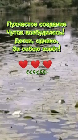 ВОЗБУДИЛАСЬ ЧУТОК! 👍 #живаяприрода #дача #утки #утята #матьутка #природа #деревня #деньвдеревне