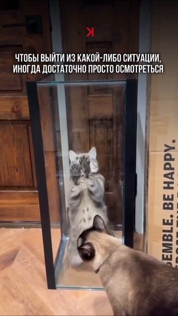 Кот по прозвищу "зоркий глаз".