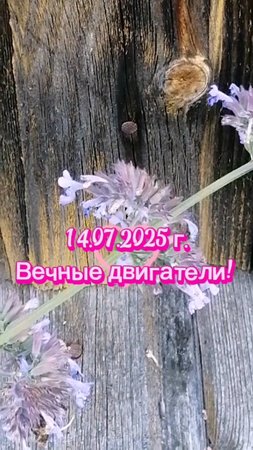 ВЕЧНЫЕ ДВИГАТЕЛИ, - РАБОТЯГИ! #живаяприрода #природа #шмель #вечныйдвигатель #красота