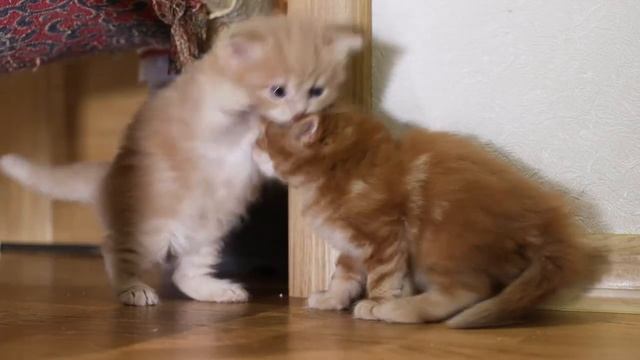 Интересные факты о рыжих котах